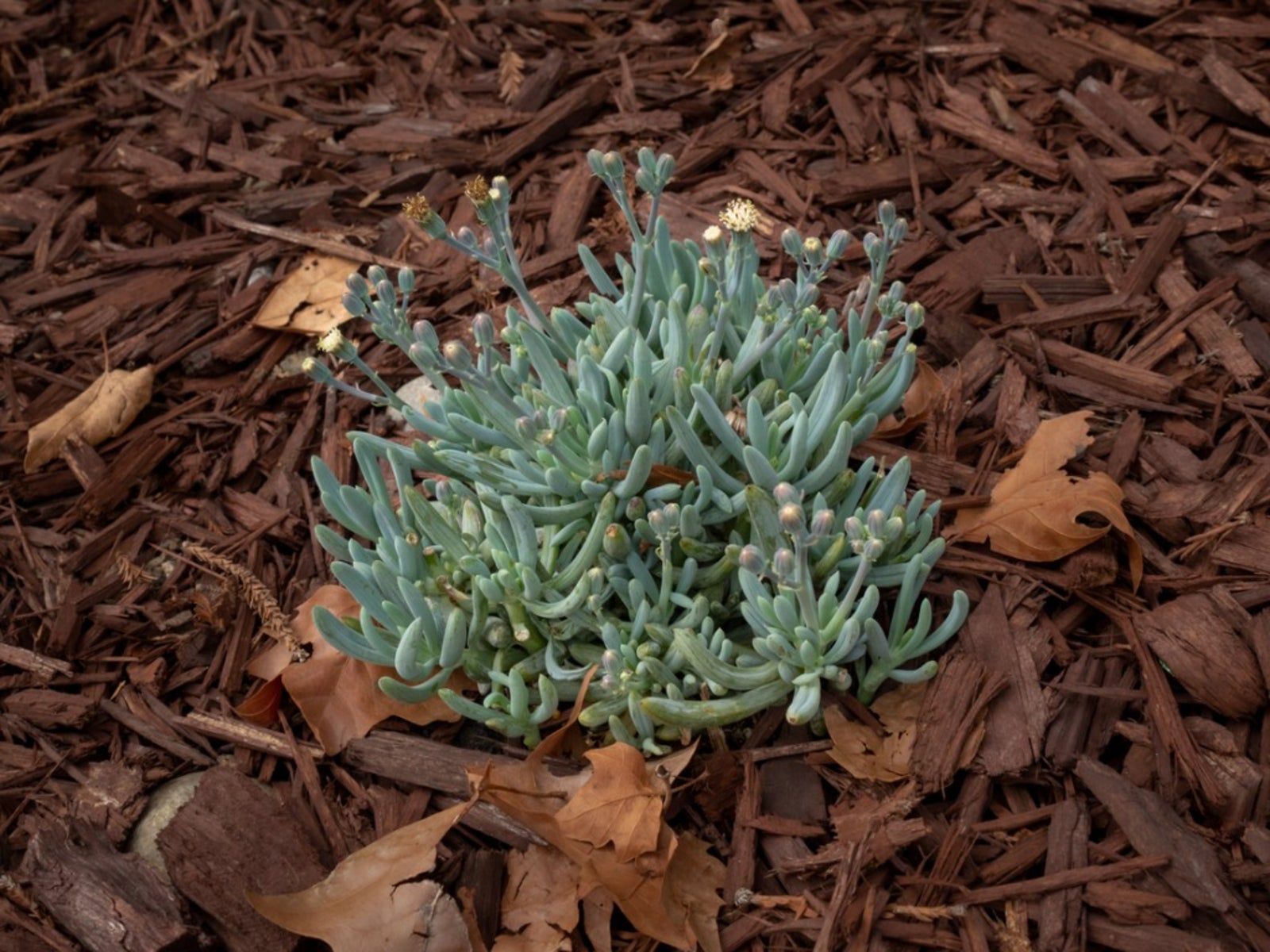 Senecio Blue Chalk Plant Care - How To Care For Blue Chalk Succulents ...