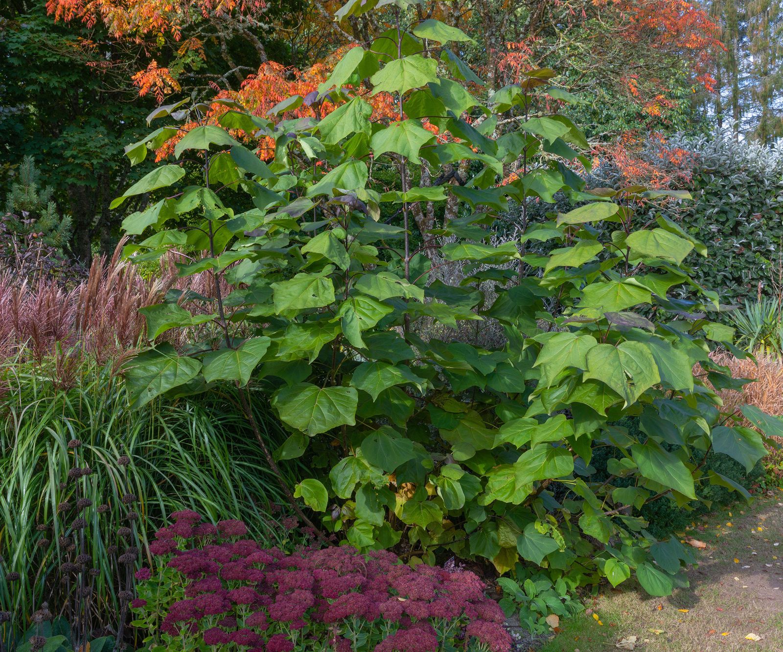 Catalpa care and growing guide: expert tips to follow | Homes and Gardens