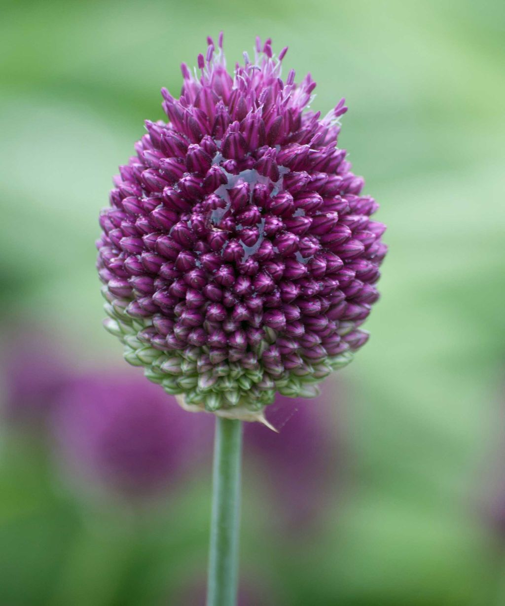Types of alliums: 15 beautiful bulbs for your garden | Gardeningetc