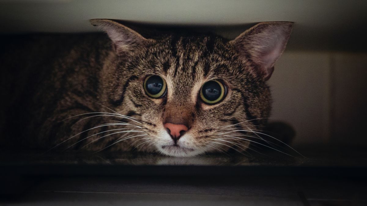 What is anxiety in cats? We spoke to a vet to find out | PetsRadar
