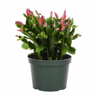 How to distinguish the 3 different types of holiday cactus | Livingetc