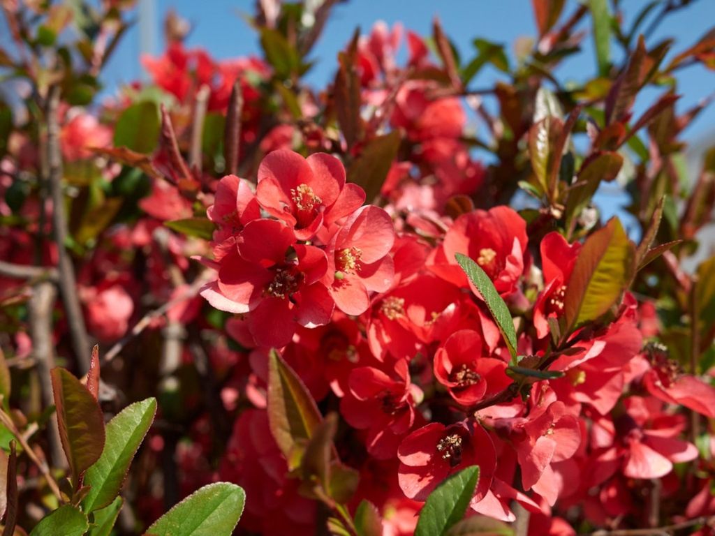 Do Quince Trees Make Good Hedges: Tips For Growing A Fruiting Quince ...