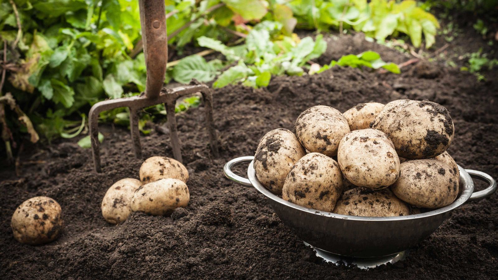 Potato blight explained – plus Monty Don's tips for treatment ...