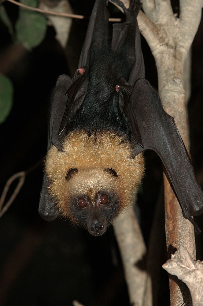 Bad-Rap Bats in Danger of Extinction Around the World | Live Science