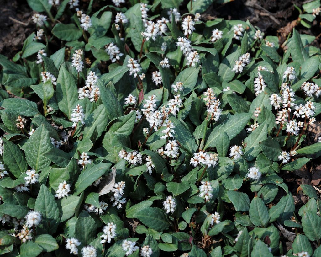 Persicaria varieties: 16 stunning varieties to grow | Gardeningetc