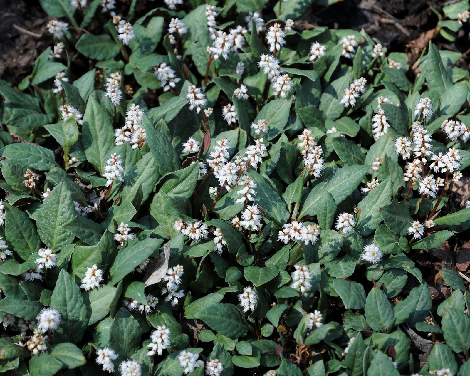 Persicaria varieties: 16 stunning varieties to grow | Gardeningetc
