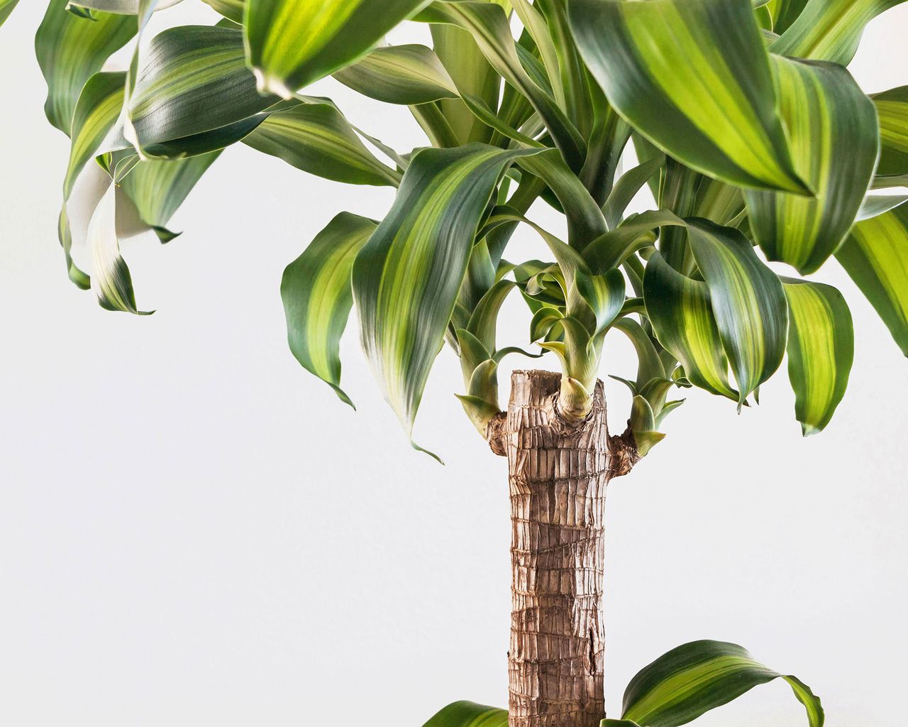 Best indoor trees: 9 leafy options for a greener home | Gardeningetc