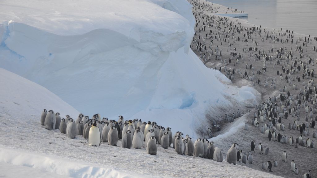 Hundreds of emperor penguin chicks spotted plunging off a 50-foot cliff ...