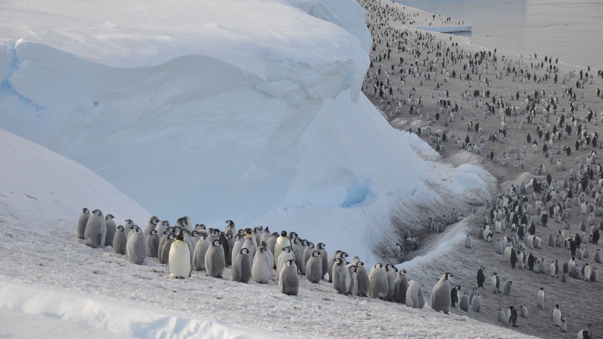 Hundreds of emperor penguin chicks spotted plunging off a 50-foot cliff ...