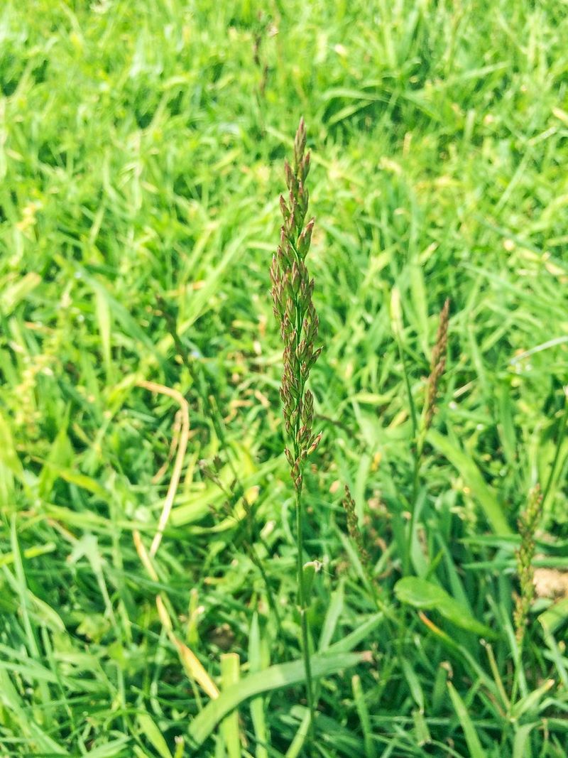 Tips & Information about Specific Lawn Grasses | Gardening Know How