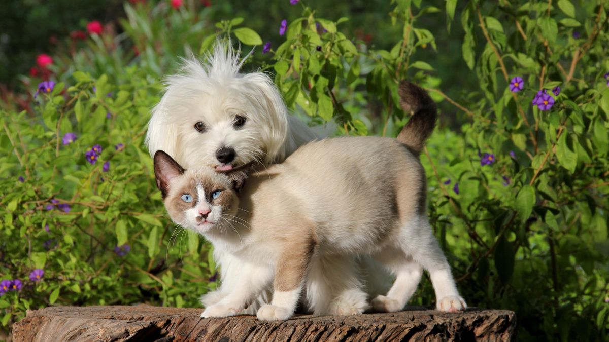 National Pet Week: When is it and how to celebrate | PetsRadar