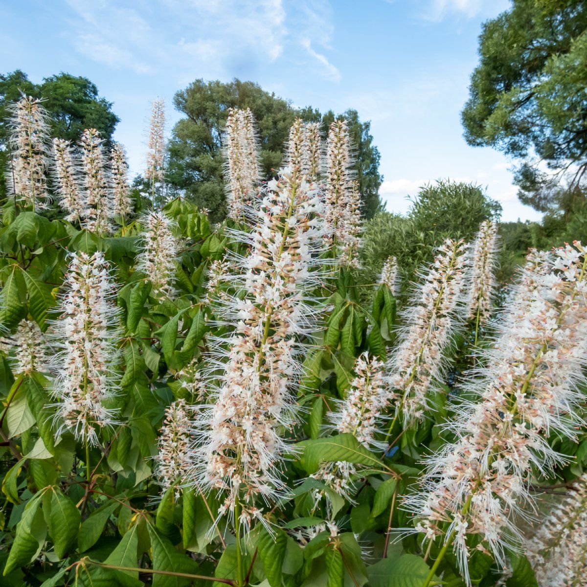 How To Grow Bottlebrush Buckeye Caring For A Bottlebrush Buckeye Bush