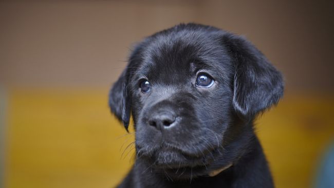 32 facts about puppies | PetsRadar