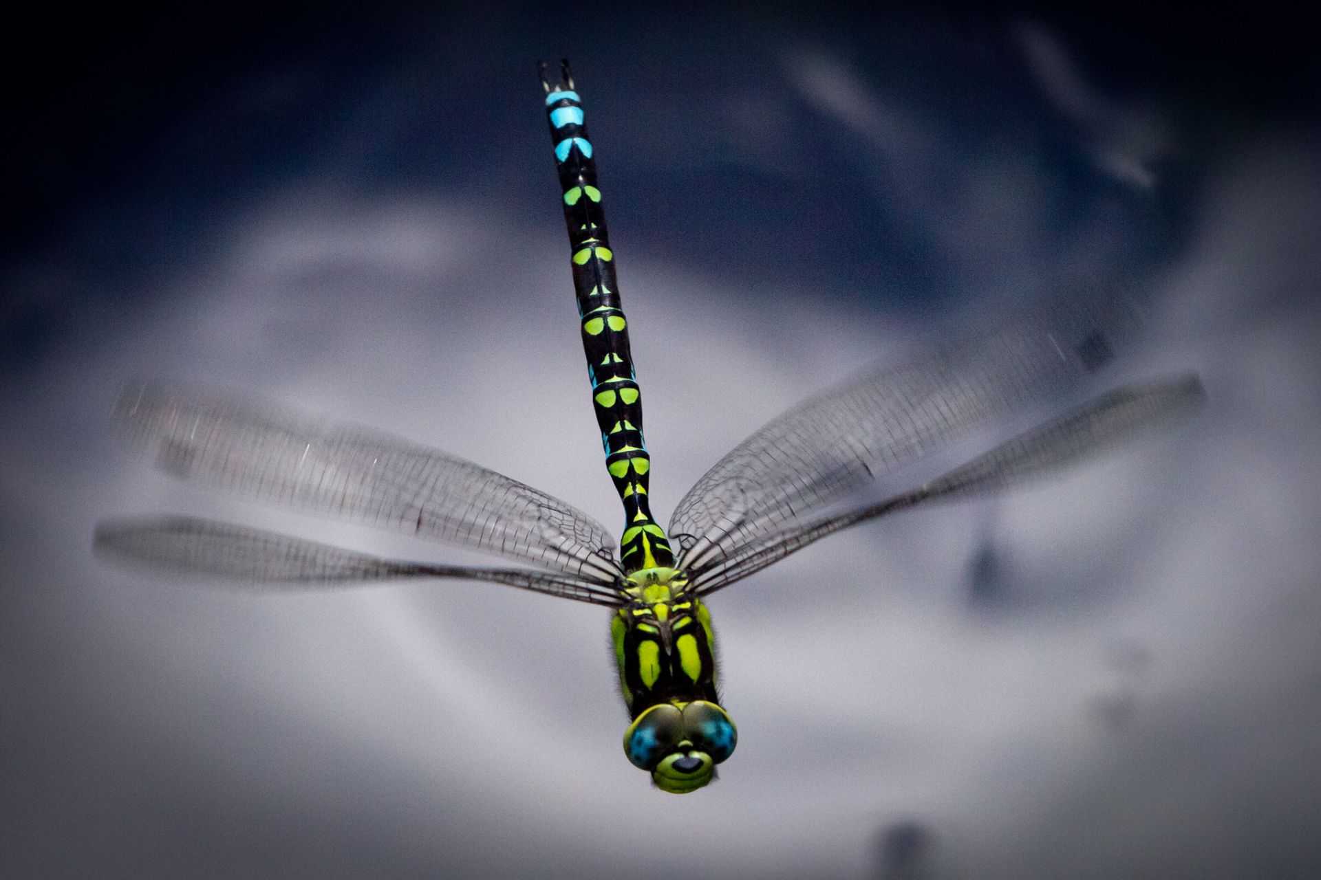 Six British dragonflies to spot in Britain this summer | Country Life