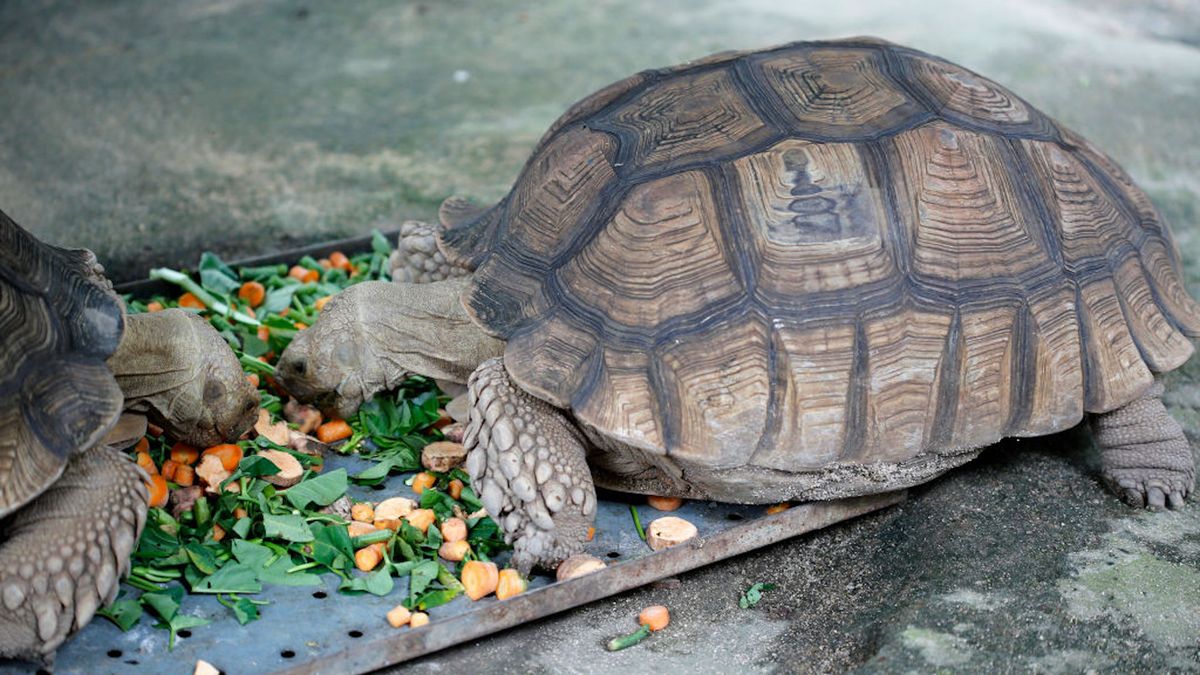 32 fun facts about pet turtles | PetsRadar