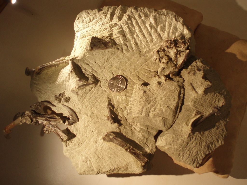 48-Million-Year-Old Fossil Owl Is Almost Perfectly Preserved | Live Science