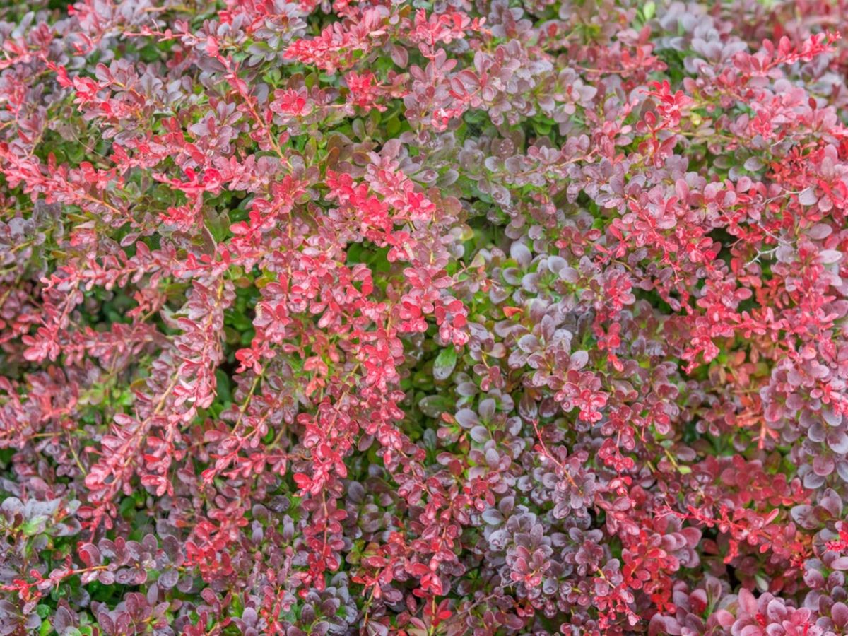 Controlling Japanese Barberry: Japanese Barberry Removal Tips ...