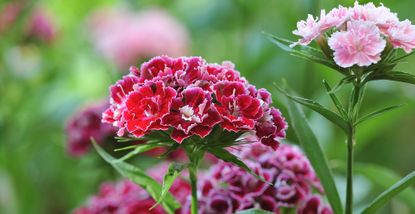 7 of the best fragrant garden plants to scent outdoor spaces | Woman & Home