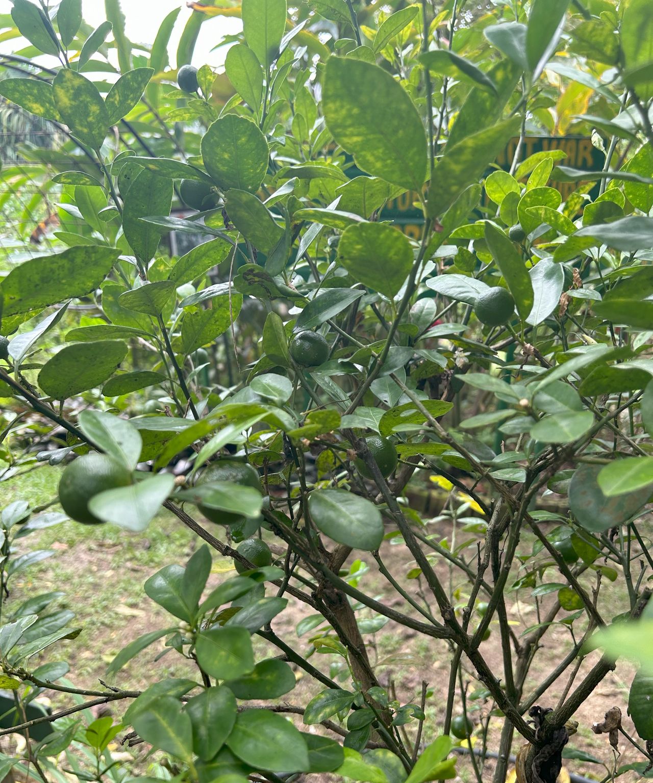 How to grow a lime tree in a pot - our expert tips | Homes and Gardens
