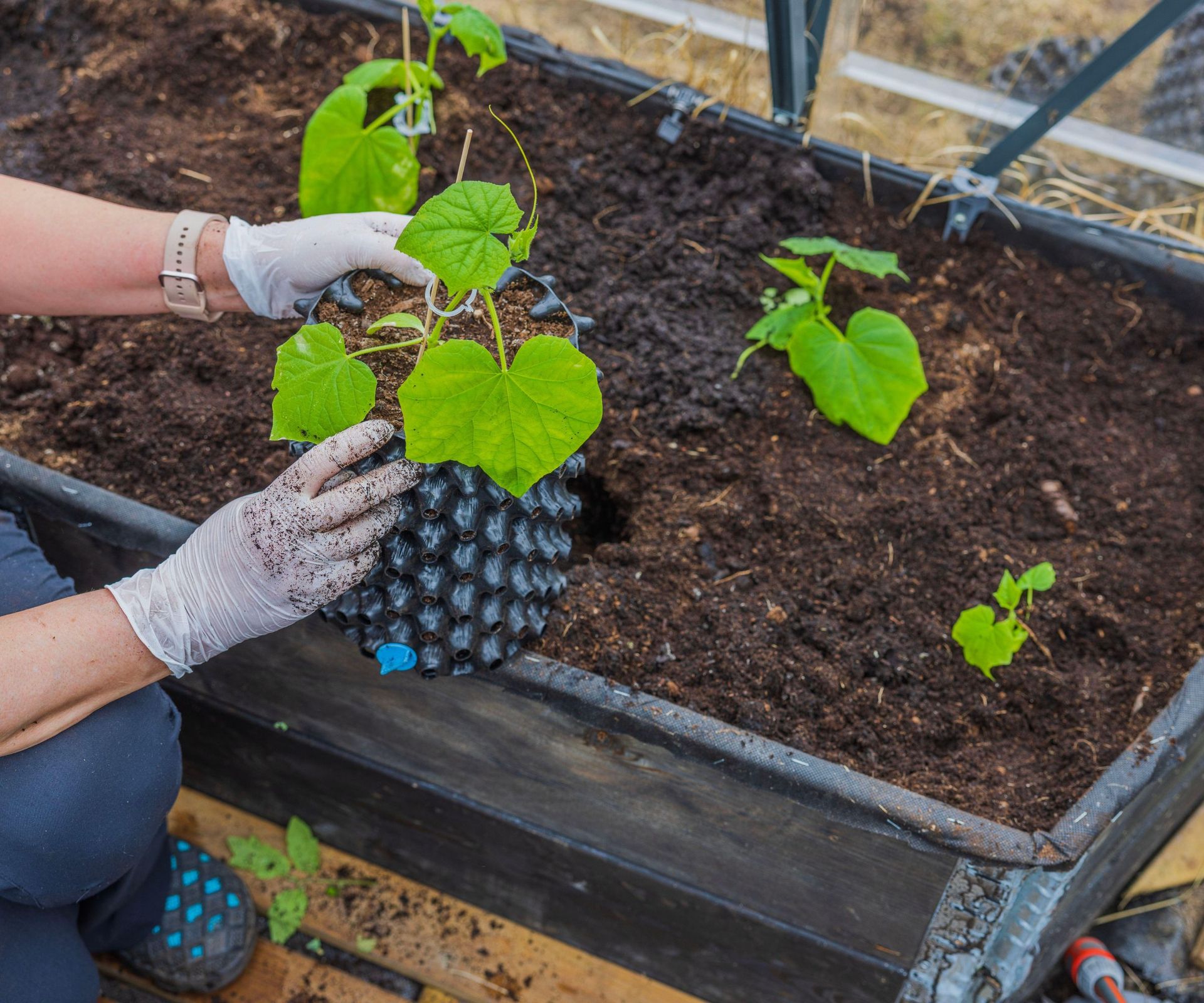 Do air pots actually work? Garden pros explain the science | Homes and ...