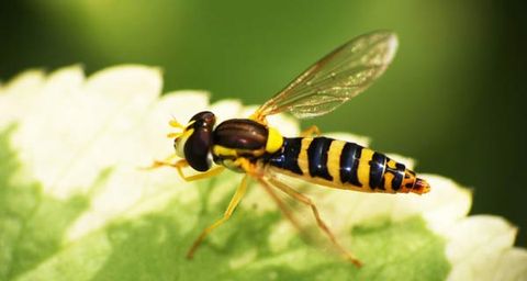 How Does a Wasp Become Queen? | Live Science