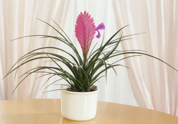 10 best indoor plants to add color chosen by garden experts | Livingetc
