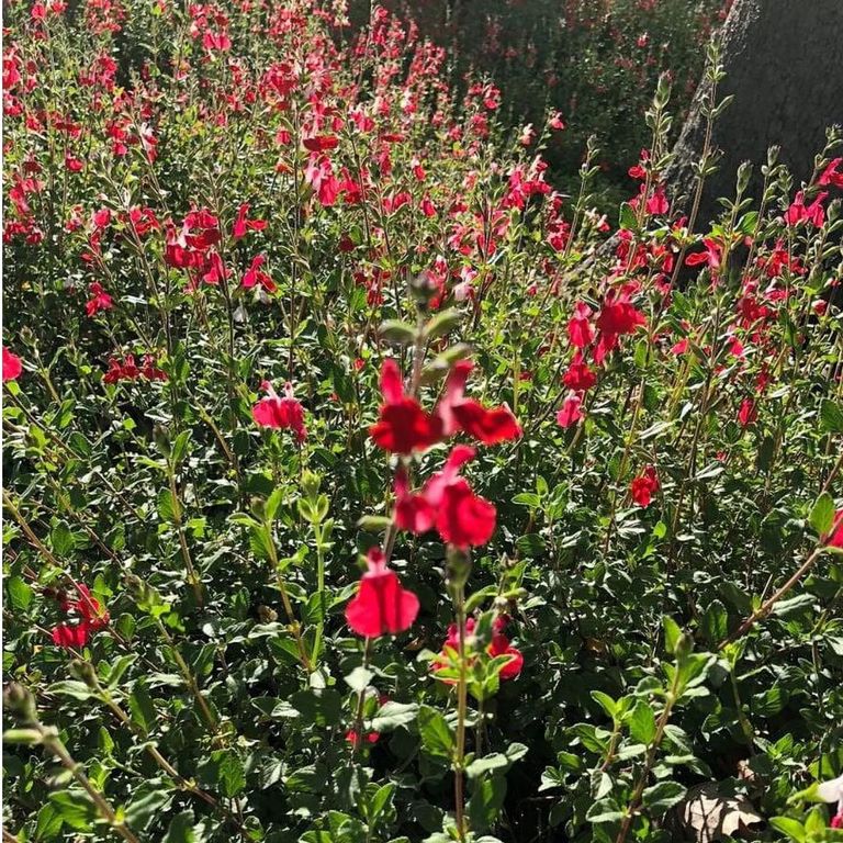 Plants That Can Withstand Heat and Cold — 11 Varieties Picked by ...