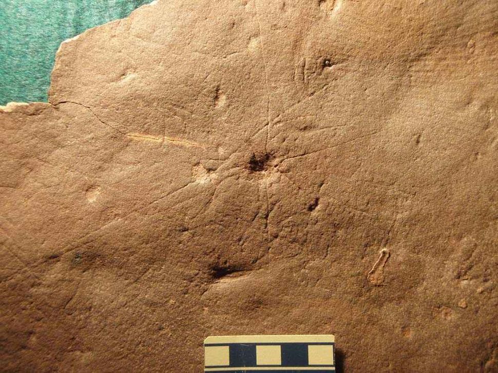 Images: Bizarre, Primordial Sea Creatures Dominated the Ediacaran Era ...