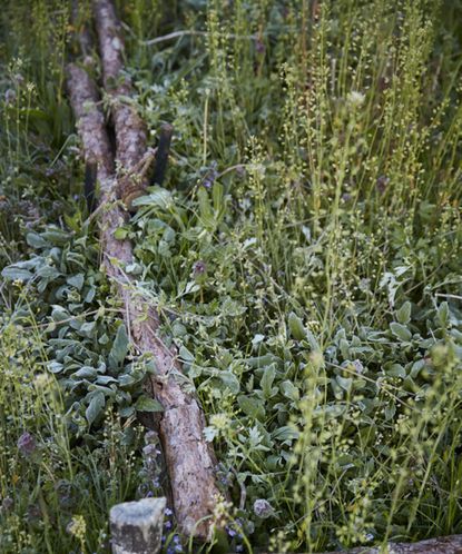 How to enclose a wild patch and transform your yard | Homes and Gardens