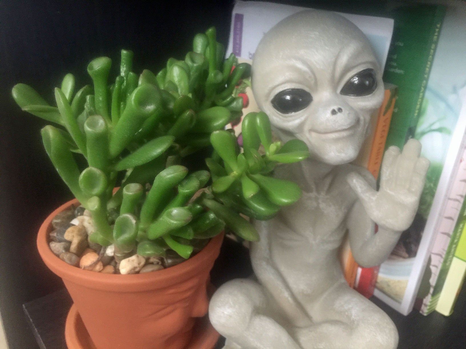 ET's Finger Jade Plants: Growing The Plant That Looks Like ET's Finger ...