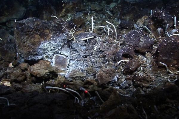 Weird Deep-Sea Worms Discovered in Caribbean | Live Science