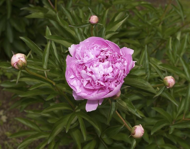 Growing Peonies In Containers - How To Care For Peony In Pots ...