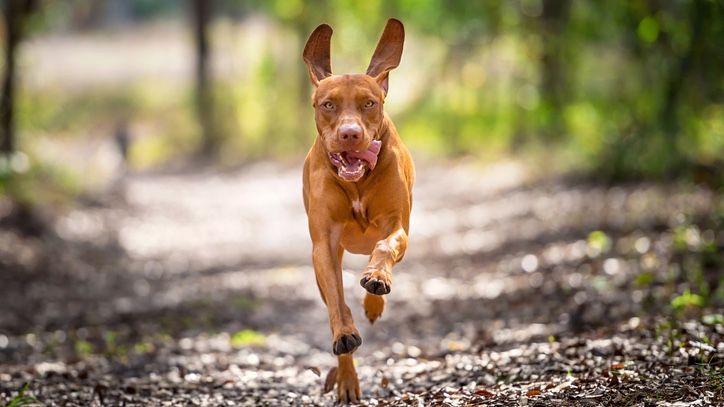 10 athletic dog breeds that were born to run and play | PetsRadar