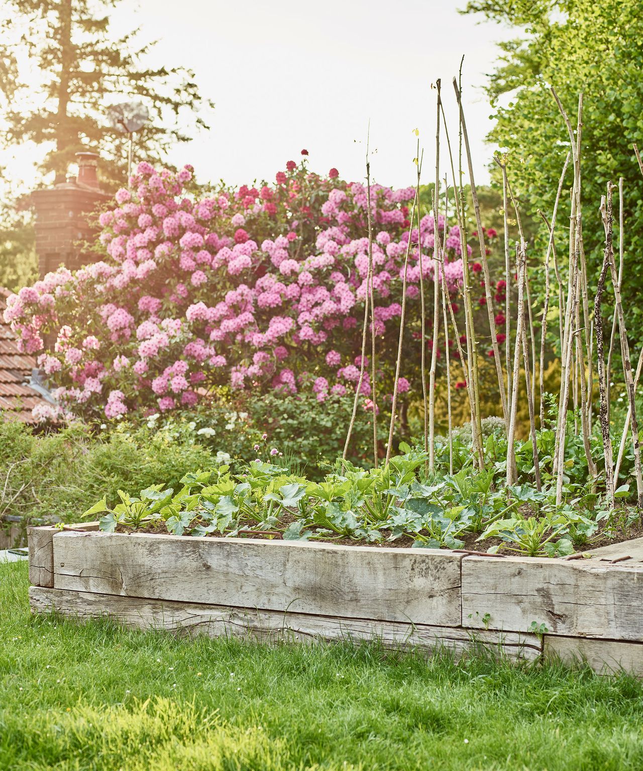 How to grow hydrangeas: when, where and how to plant them | Homes and ...