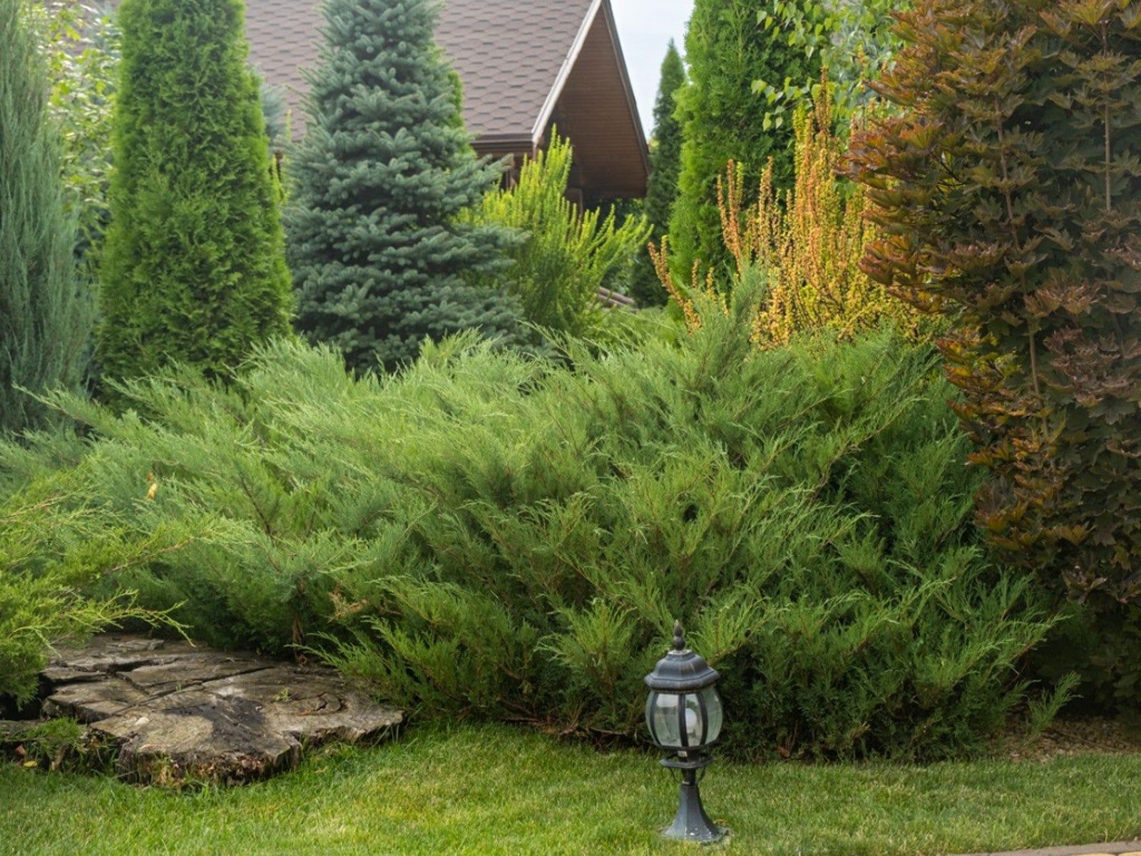 Sound Absorbing Plants To Create A Serene Backyard | Gardening Know How