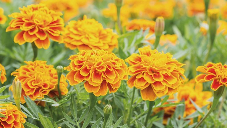 Do marigolds keep bugs away? Expert tips for repelling pests | Homes ...
