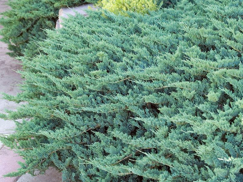 Tips & Information about Ground Cover | Gardening Know How