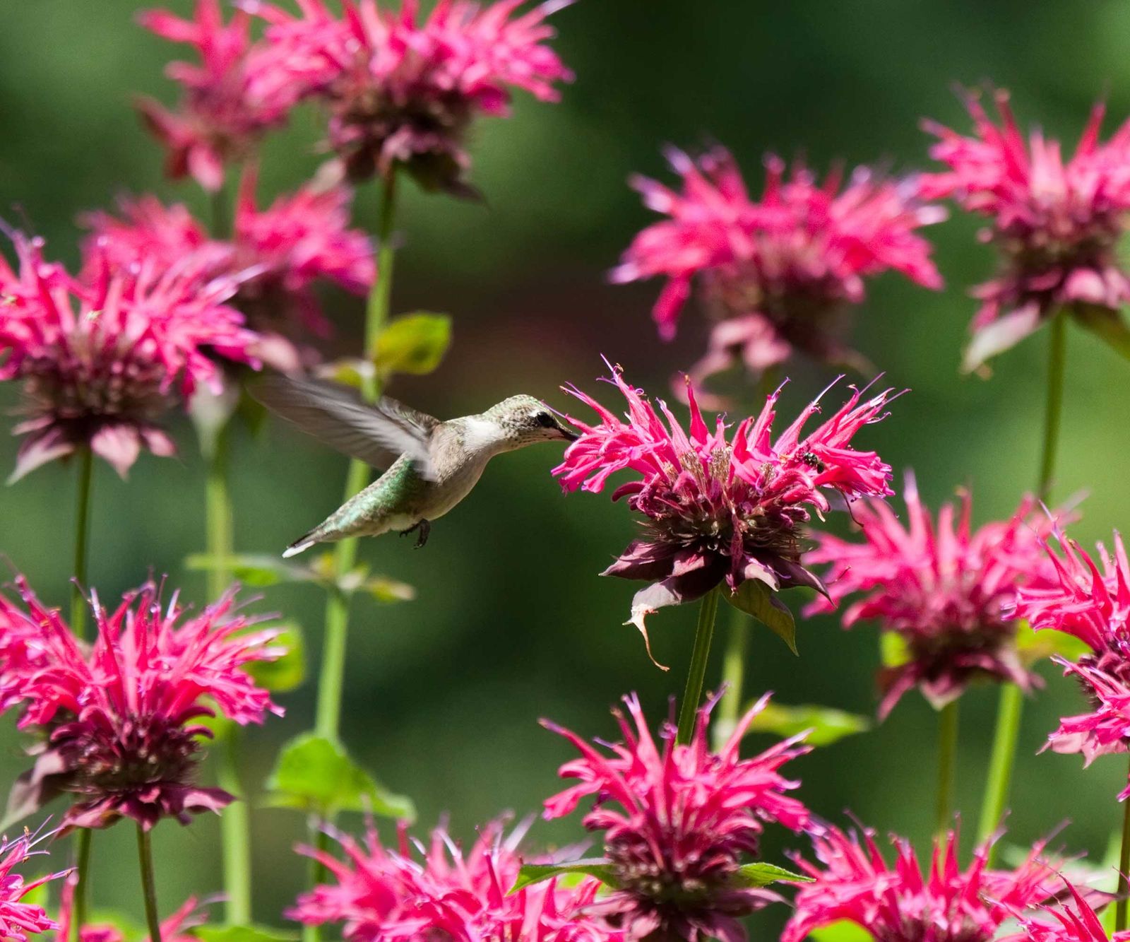 Best perennials to attract hummingbirds: 5 flowering plants | Homes and ...