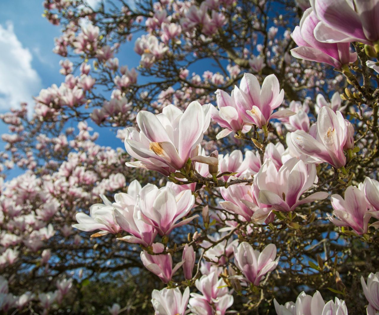 When to prune a magnolia tree in your backyard | Homes and Gardens