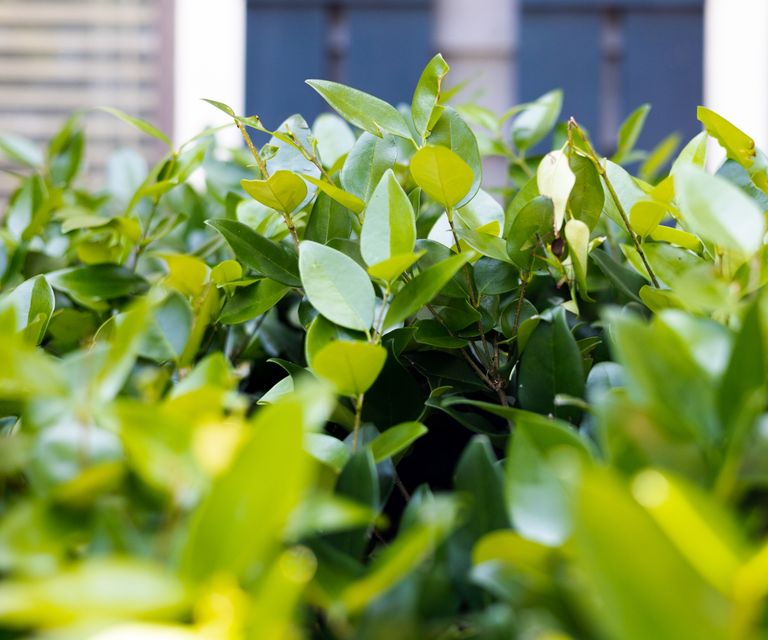 When to prune a privet hedge - top trimming tips | Homes and Gardens