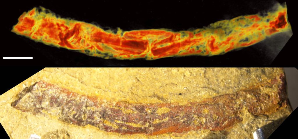 Oldest Guts Ever Found May Reveal the Identity of a Mysterious ...