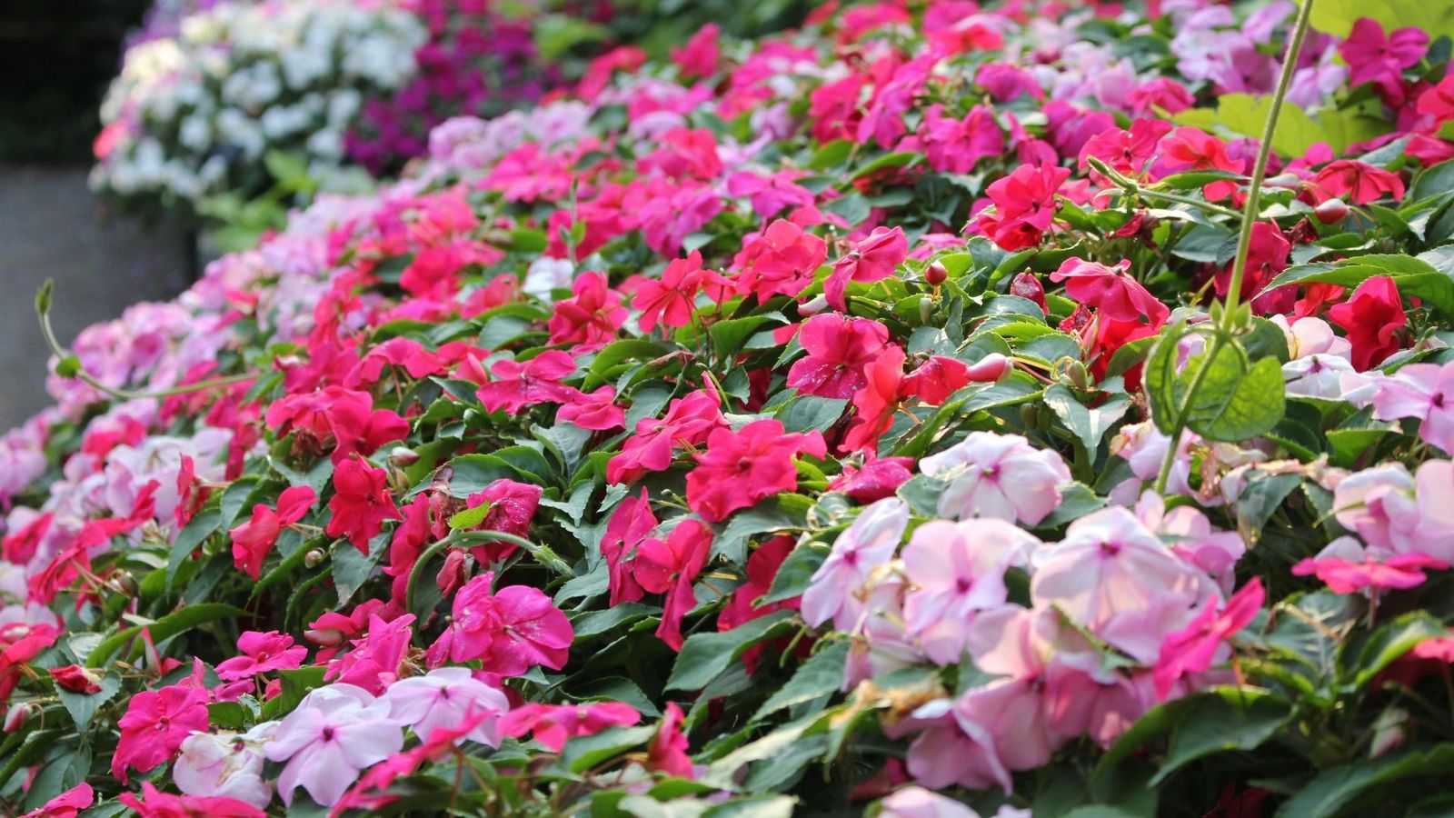 How to deadhead impatiens for full-throttle flowering all summer long ...