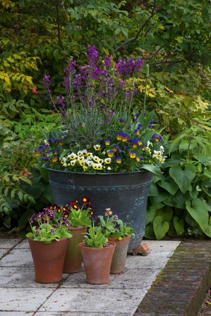 Thriller, spiller, filler: how to plant up containers successfully ...