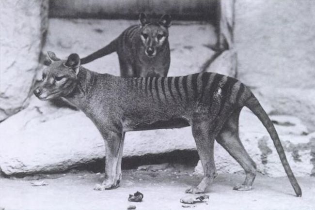 Marsupial gallery: A pouchful of cute | Live Science Marsupial gallery: A pouchful of cute | Live Science