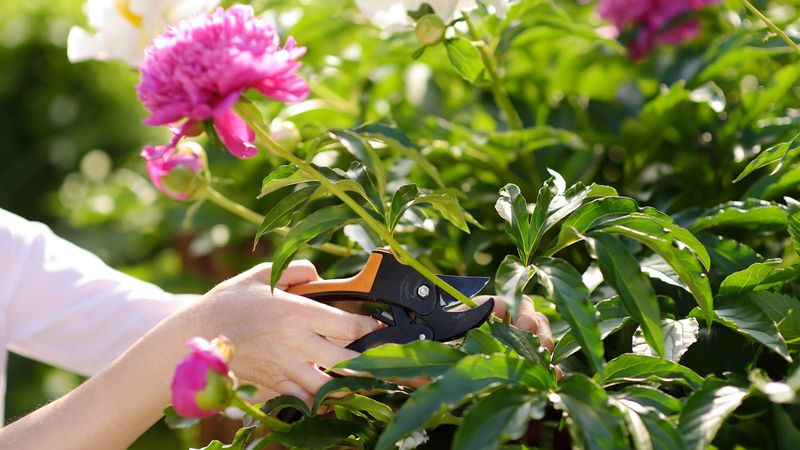 Pruning mistakes: 5 common errors and how to avoid them