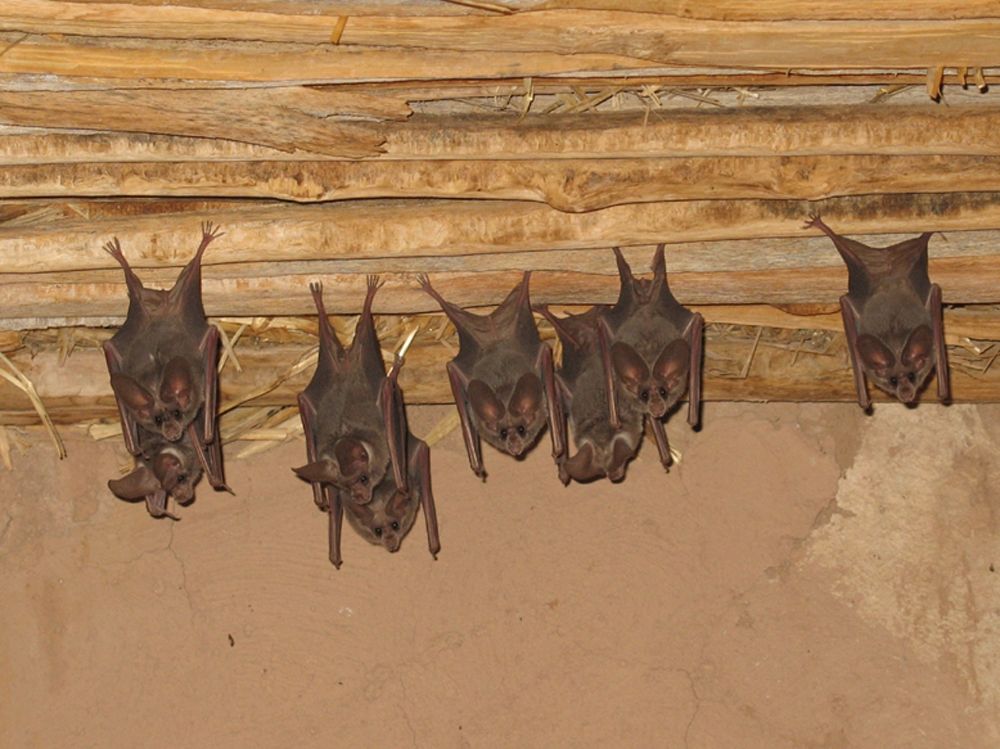 Photos: The Many Mammals of the North American Deserts | Live Science