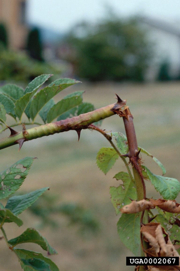 Rose Borer Damage: Learn About Rose Cane Borer Treatment | Gardening ...