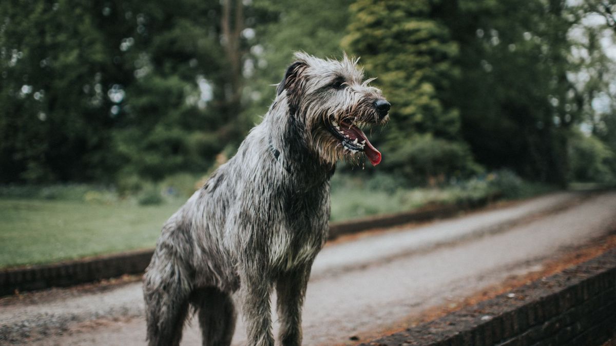 Sighthounds: What they are and the different types | PetsRadar