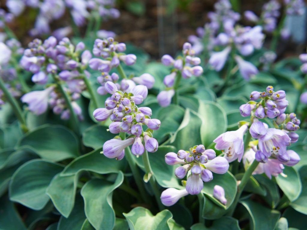 Choosing Zone 4 Hostas - What Are Hosta Varieties For Northern ...