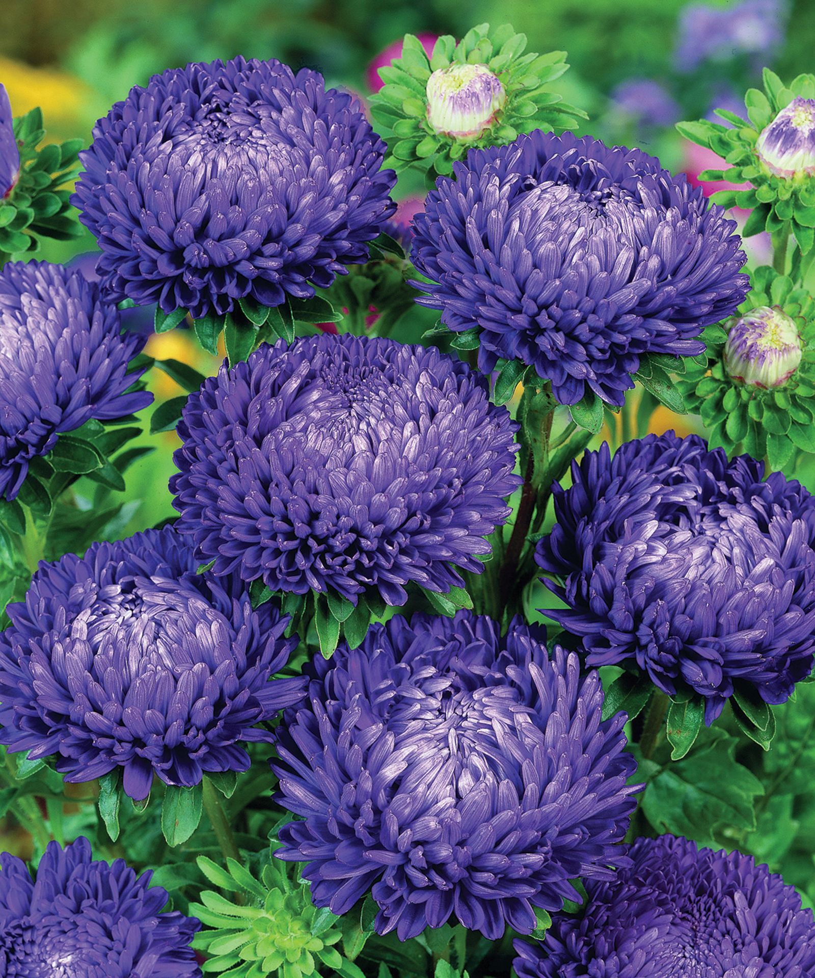 Types of asters: 15 beautiful varieties to try | Gardeningetc
